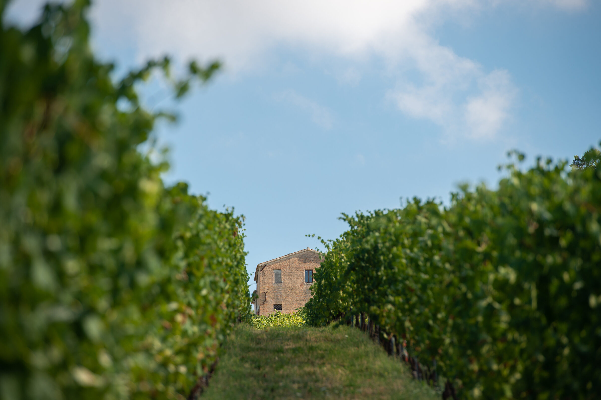 Vecchie Vigne - Verdicchio dei Castelli di Jesi DOC Classico Superiore ...
