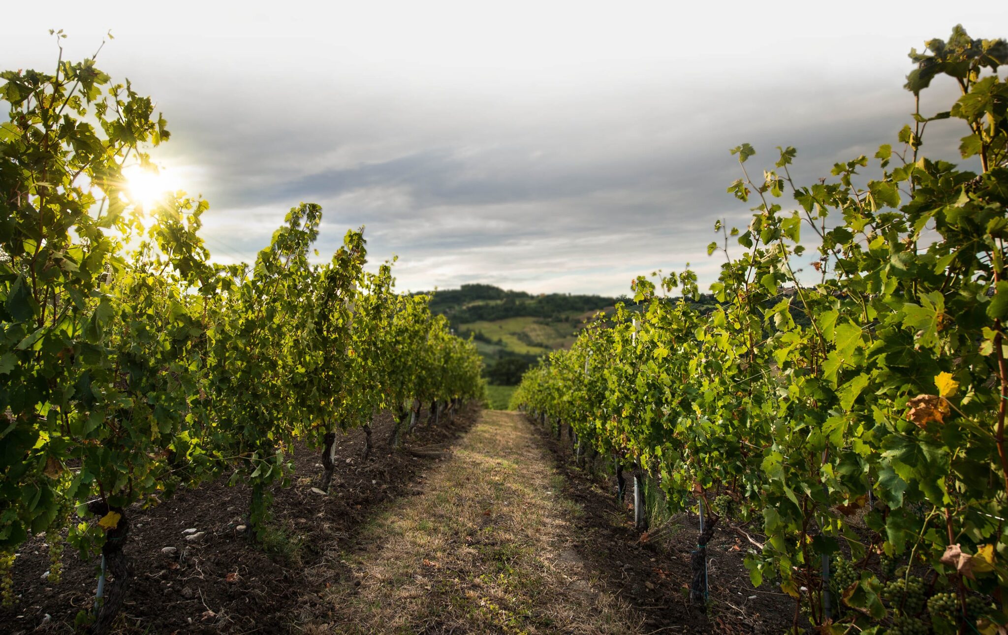 Homepage - Umani Ronchi