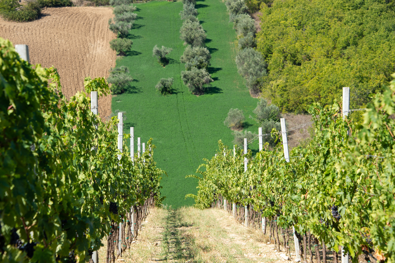 Wines & Territories - Umani Ronchi