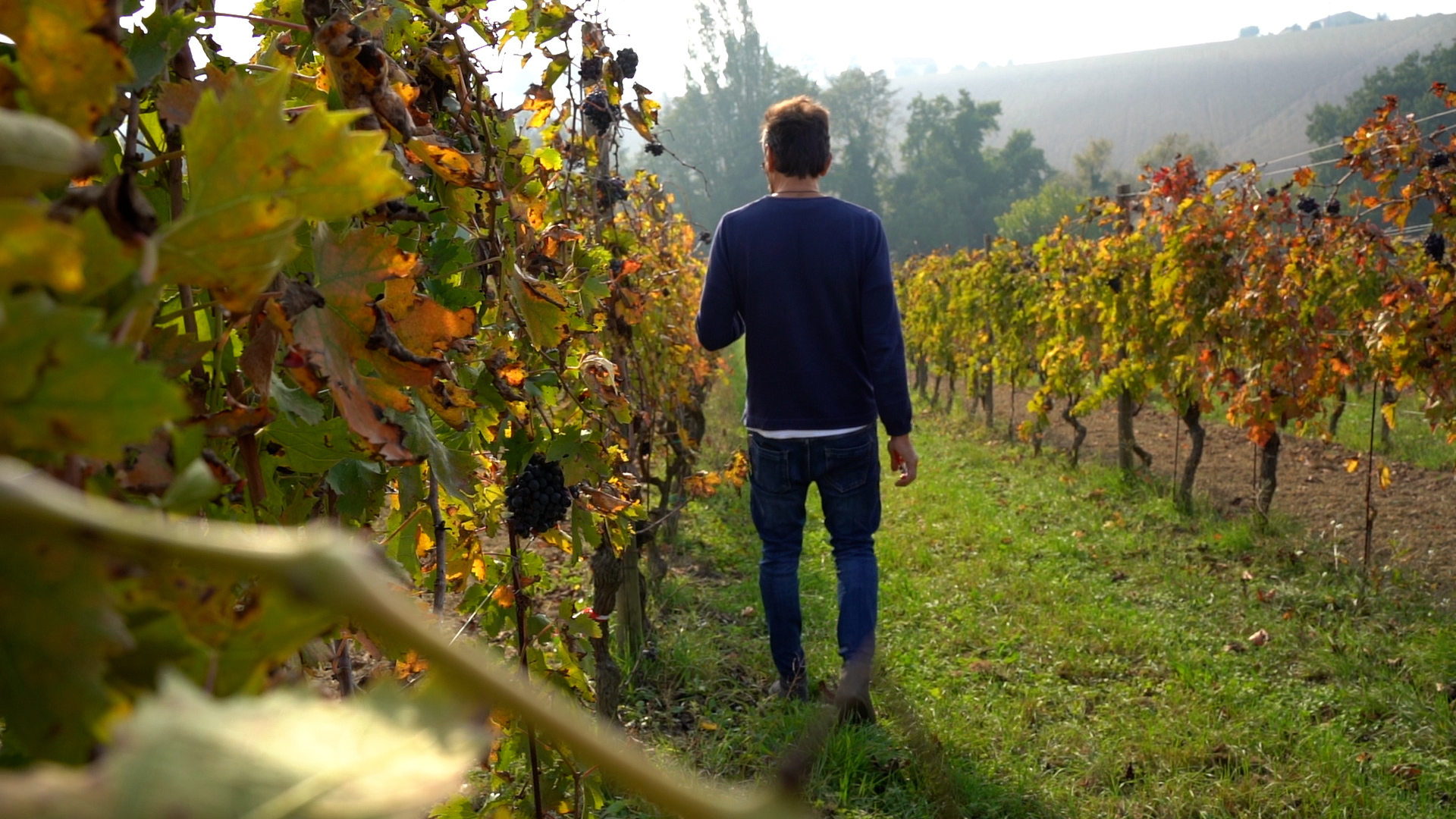 30 Harvests With Luigi Piersanti The Video Story Umani Ronchi